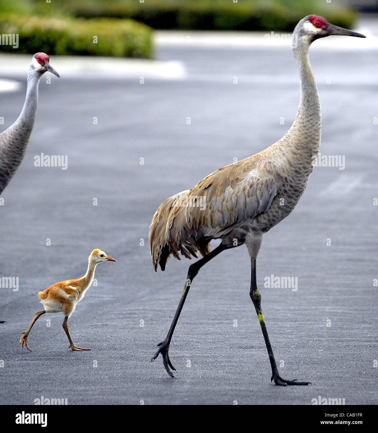 LIVE METRO, 3/24/04, JENSEN BEACH......A baby Sandhill Crane stays ...