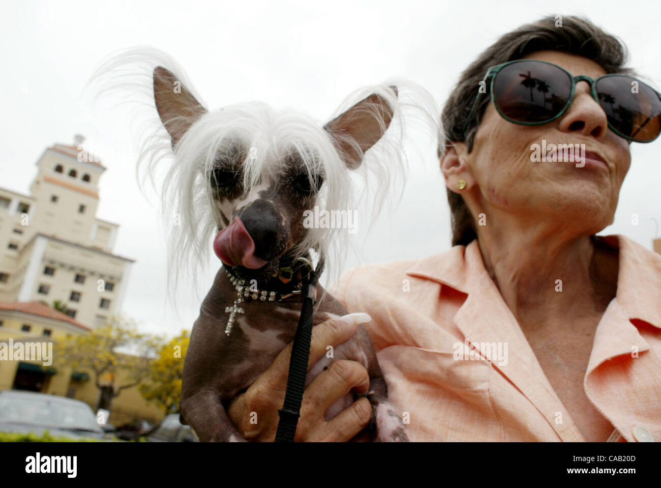 033004 met canine--Palm Beach--Tallulah (cq), a Chinese Crested, with ...