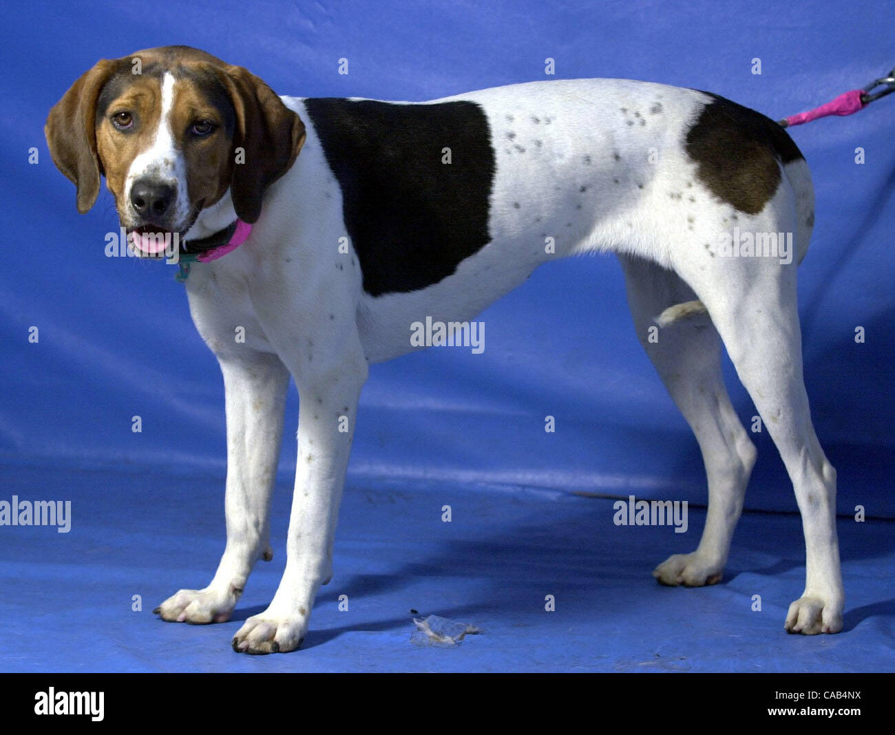 The West County Times pet of the week is "Maggie," (#A376082) a one ...