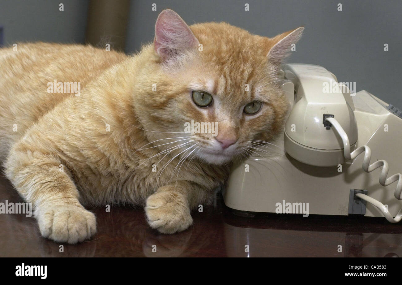 Cat Waiting Phone