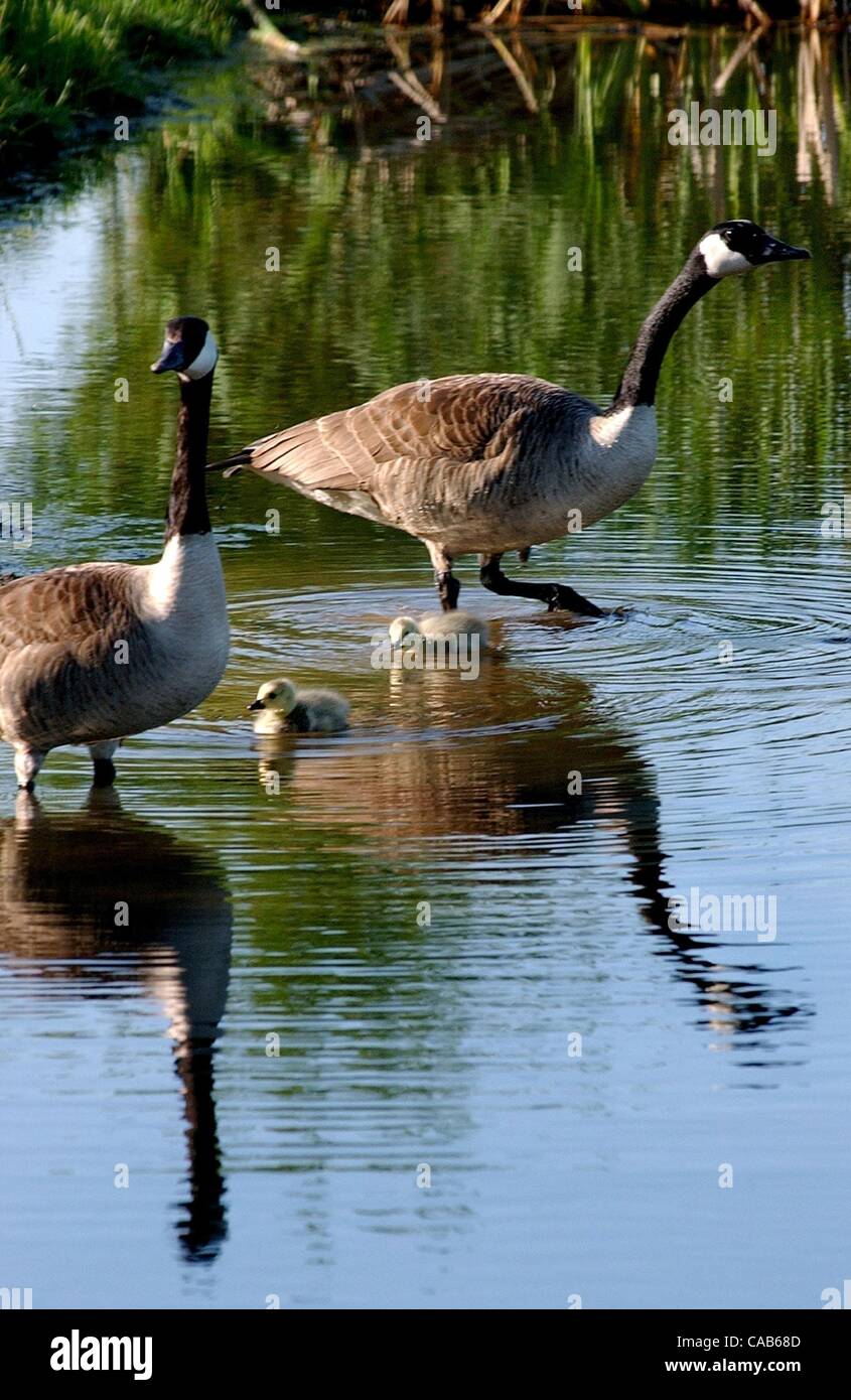 May 08, 2004 - Kenton County, Kentucky, USA - Geese and Goslings at the ...