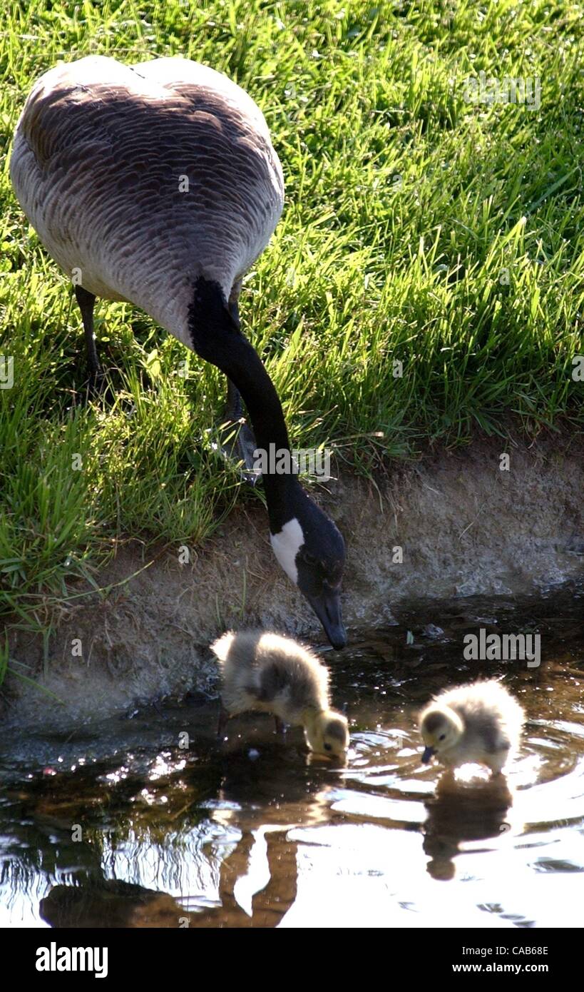 May 08, 2004 - Kenton County, Kentucky, USA - Mother Goose keeps a ...