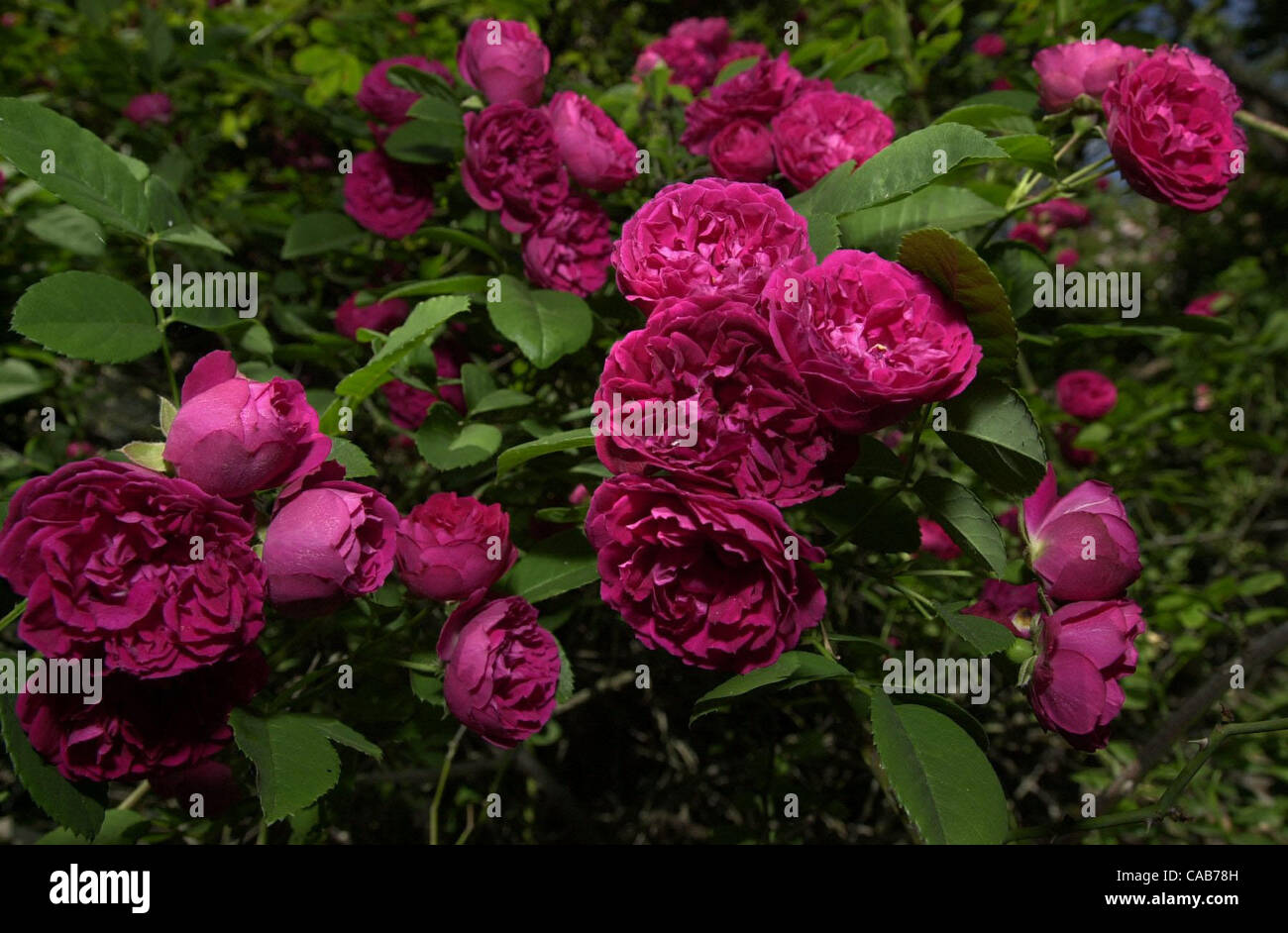 Rose chevy chase hi-res stock photography and images - Alamy