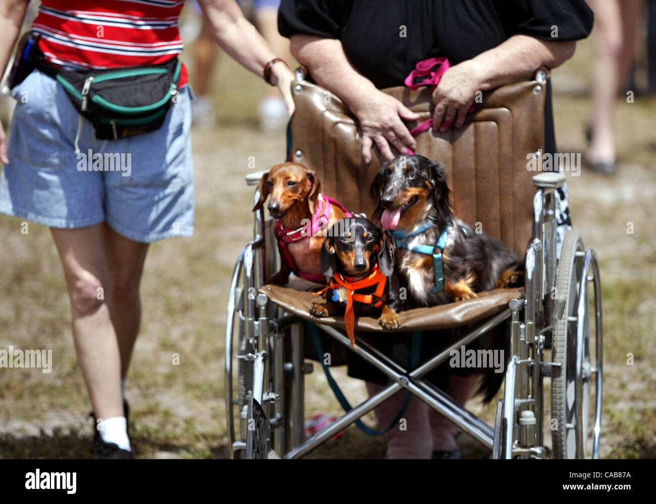 051604 -- Three dachshunds get a ride in a wheelchair Sunday at Animal ...
