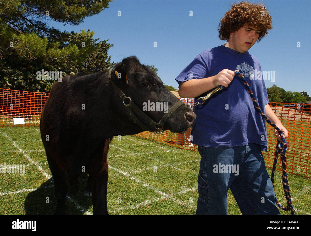 Michael Stubblefield, age 14, from Concord, keeps Mary Brangus a 6 year ...