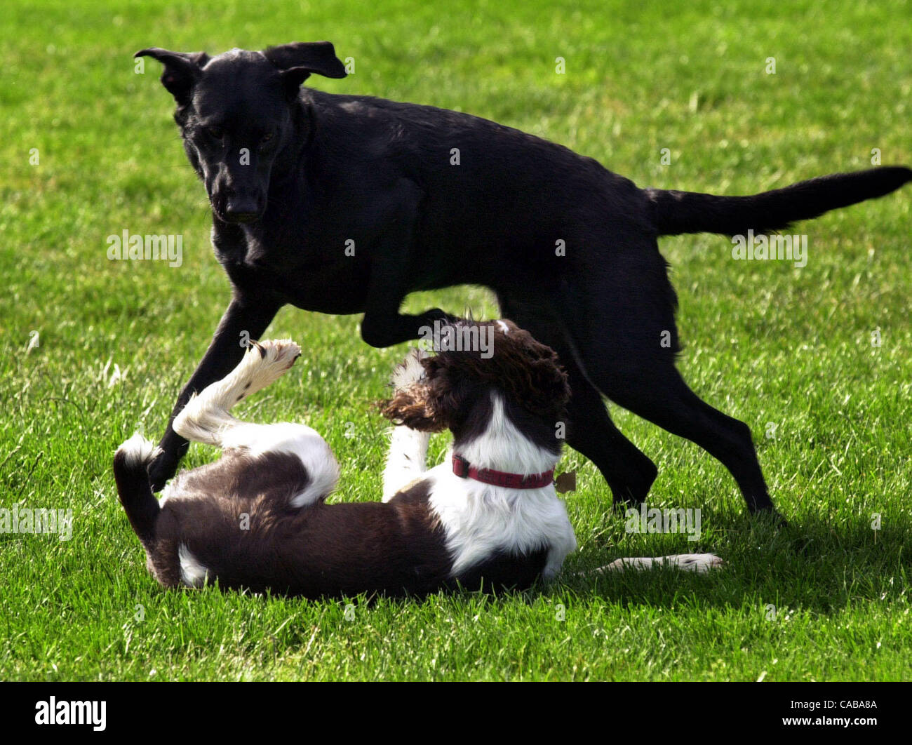 8:44 am: Two dogs romp playfully at San Miguel Park in Walnut Creek ...