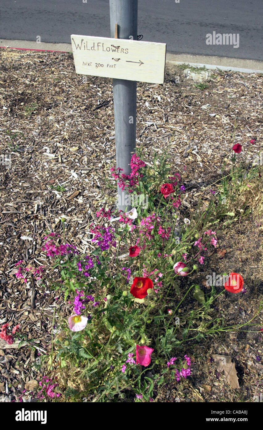A hand-lettered sign marks the spot where wildflowers planted by ...