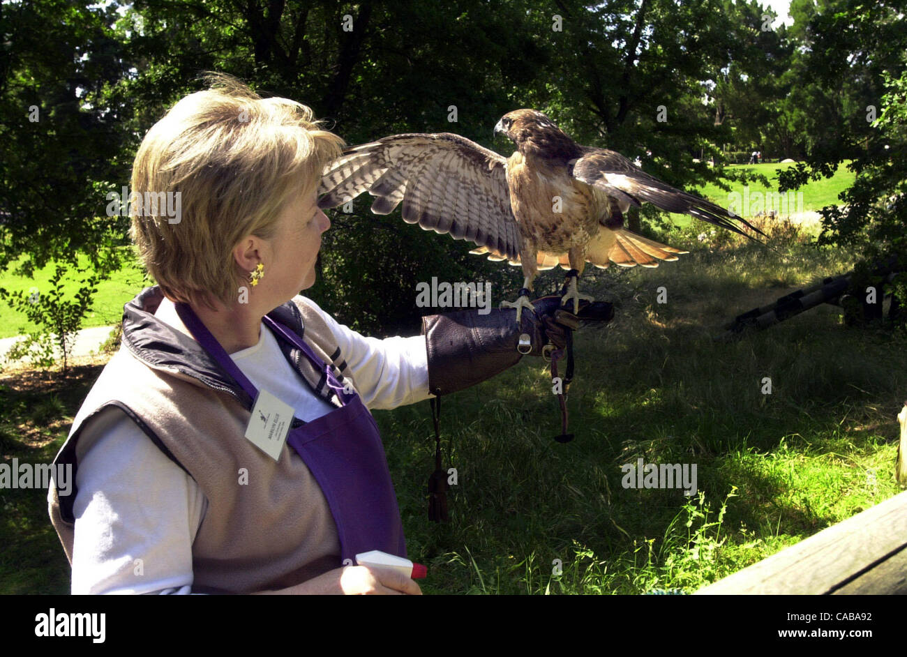 10:31 a.m.: Lindsay Wildlife Museum volunteer Marilyn Ellis lets a hawk ...