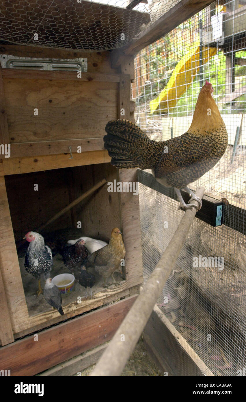 Chickens hang out in their coop in Steve and Andy Hawkey's Oakland ...