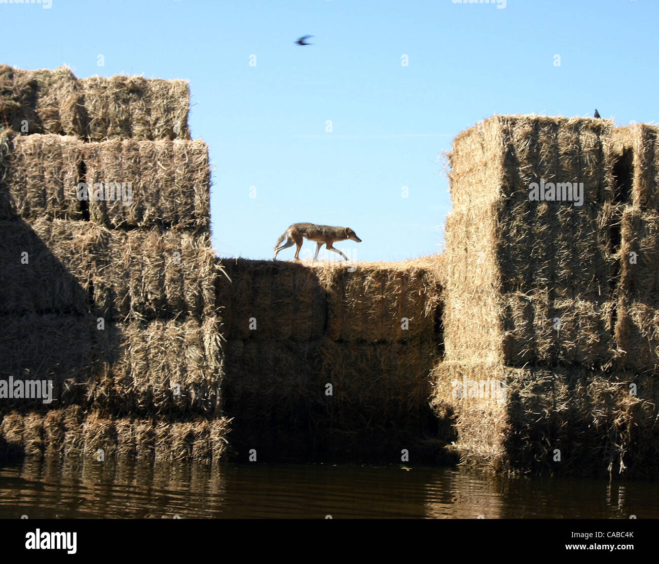 A coyote forced to higher ground patrols a hay stack on the flooded ...