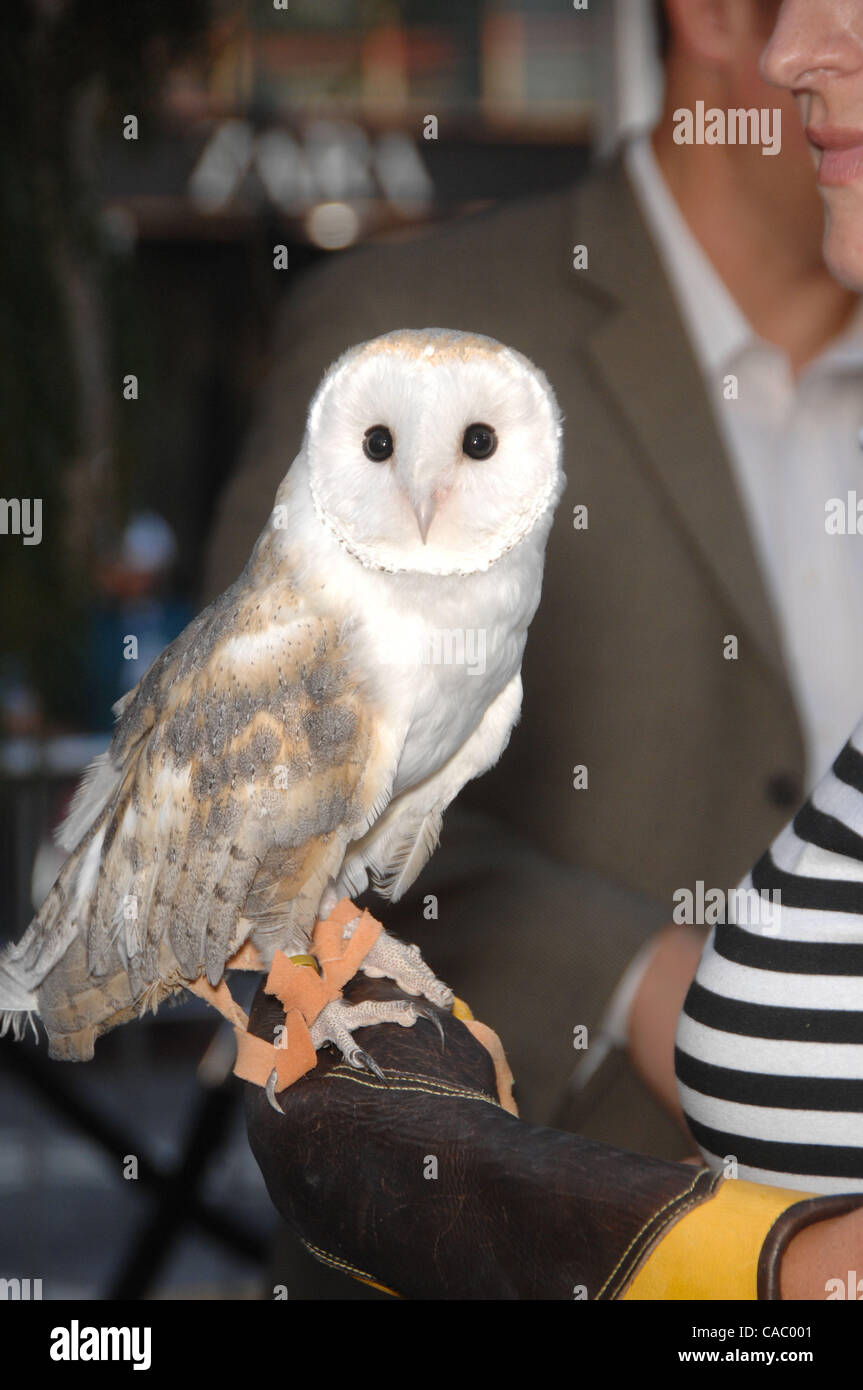 Sept. 19, 2010 - Hollywood, California, U.S. - European Barn Owl during ...
