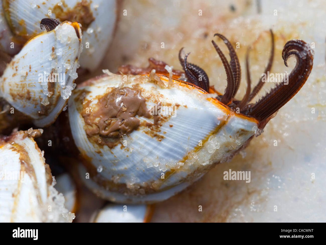 June 09, 2010 - Gulf Shores, Alabama, U.S. - Oil from the Deepwater ...