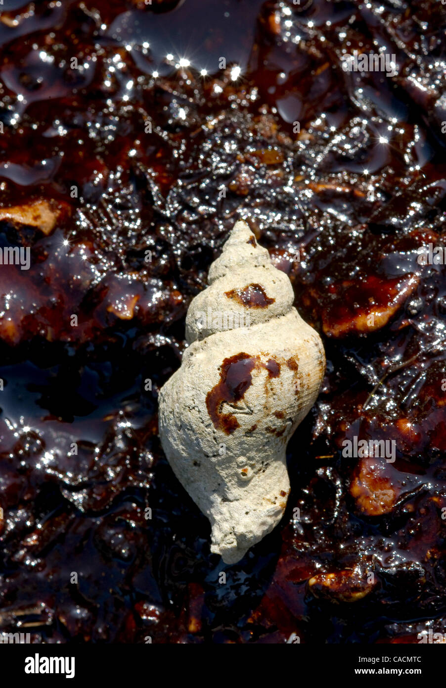 June 11, 2010 - Grand Isle, Louisiana, U.S - A shell sits on oil ...