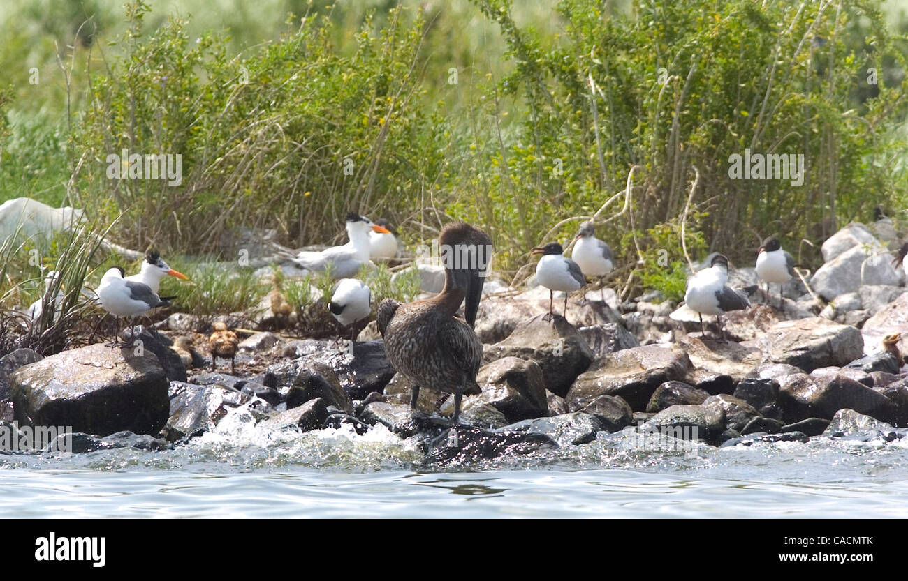 Pelican oil spill louisiana hi-res stock photography and images - Alamy