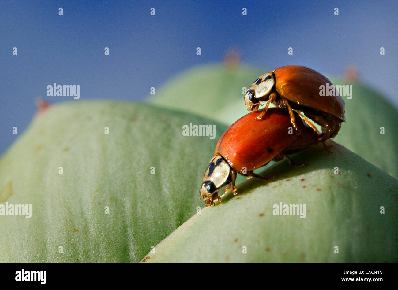 Lady bugs hi-res stock photography and images - Alamy