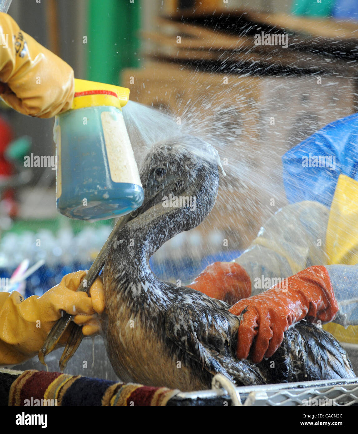 Wildlife After Oil Spill Cleaning