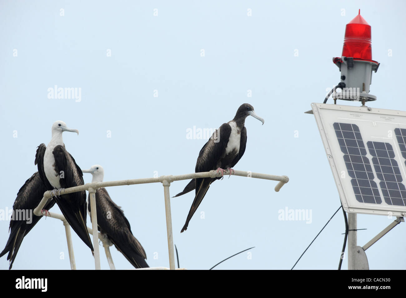 Mississippi river delta birds hi-res stock photography and images - Alamy