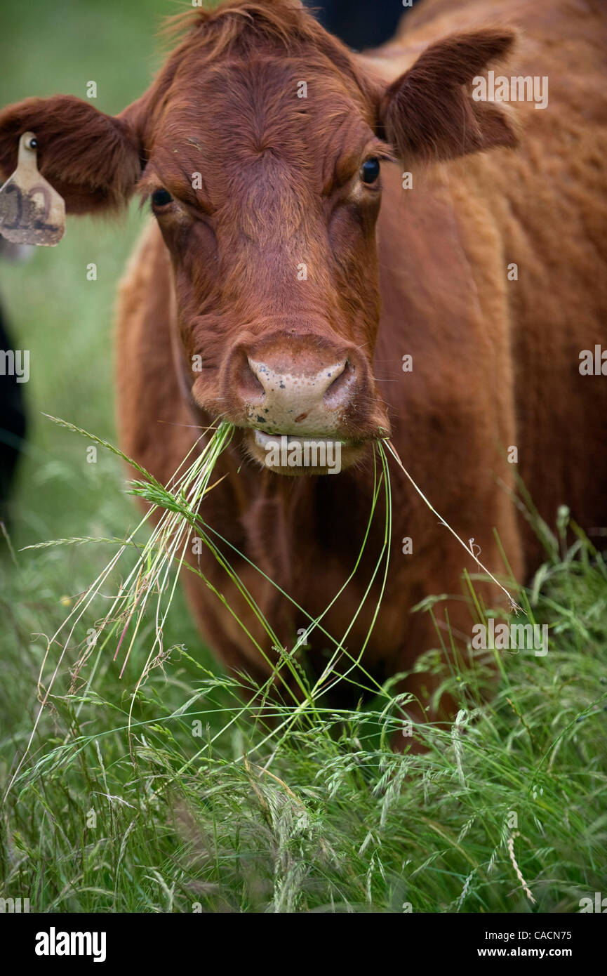 Jun 24, 2010 - Elkton, Oregon, U.S. - Grass fed beef cattle munch their ...