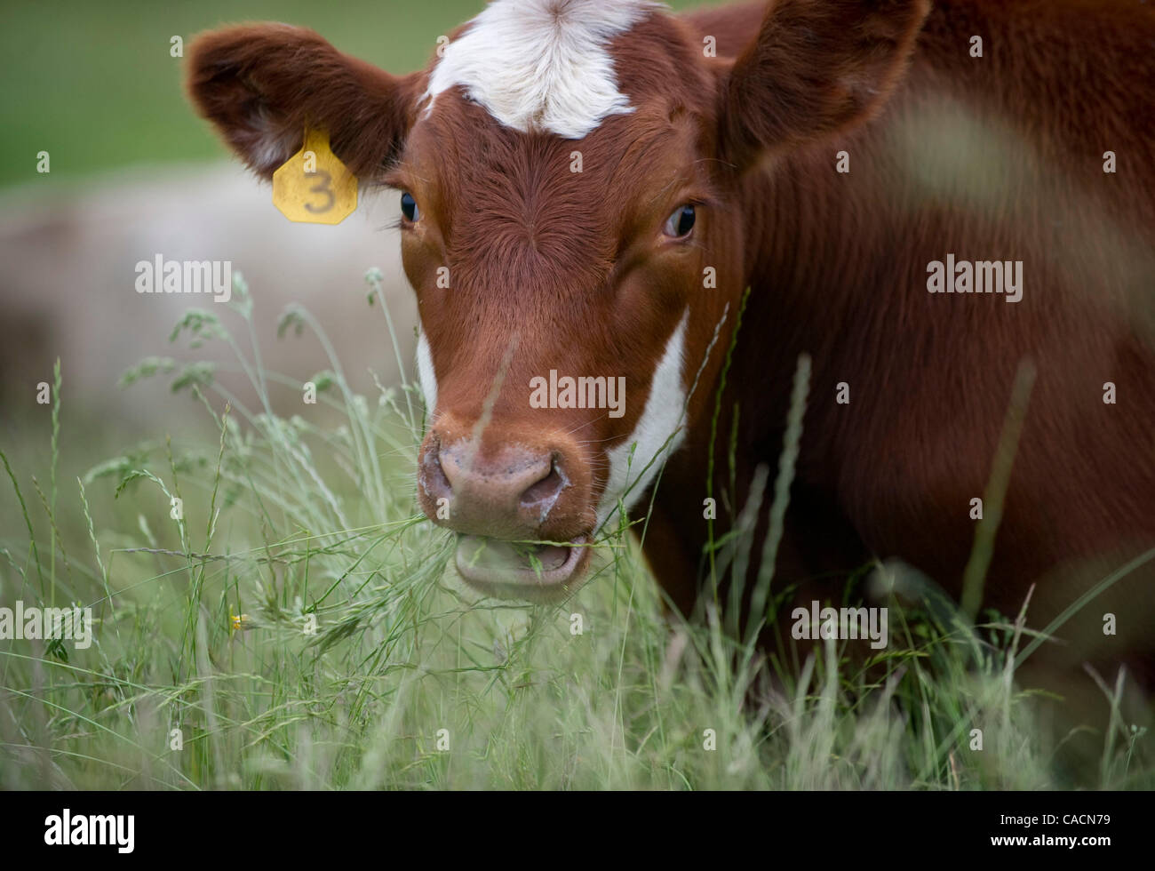 Jun 24, 2010 - Elkton, Oregon, U.S. - Grass fed beef cattle munch their ...