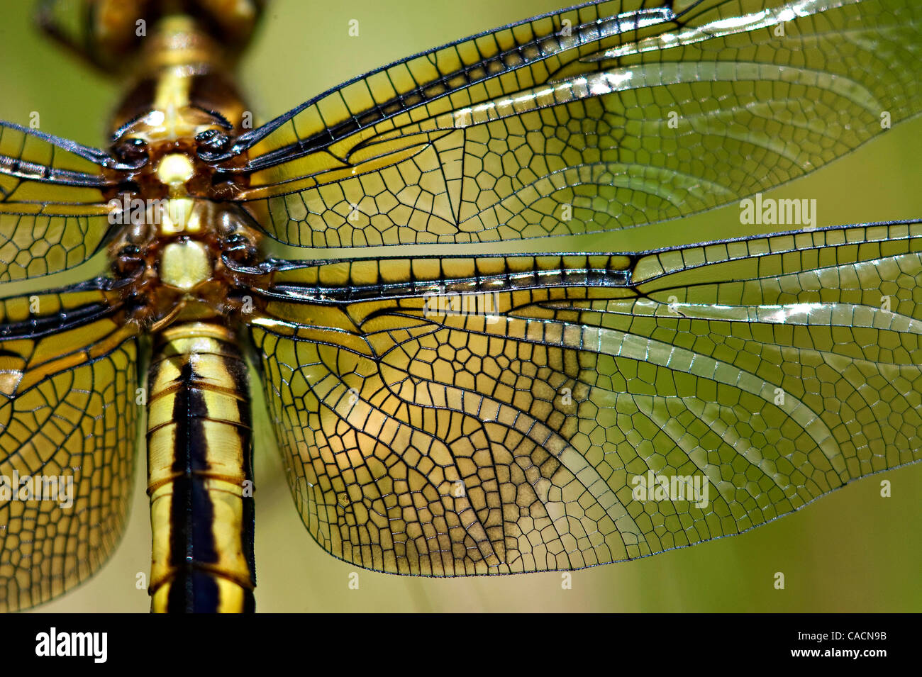 Dragonfly Adult