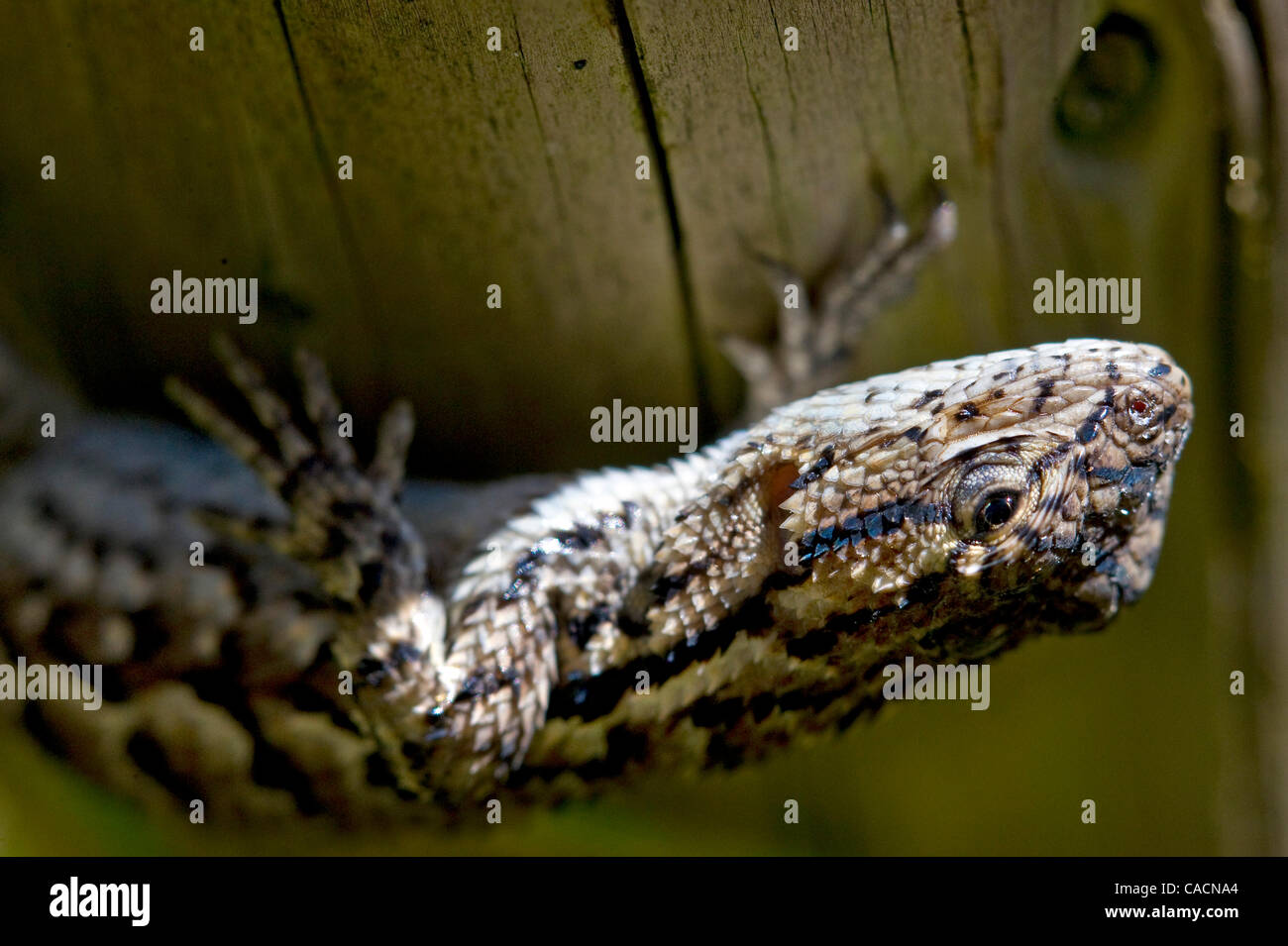 Western fence lizards hi-res stock photography and images - Alamy