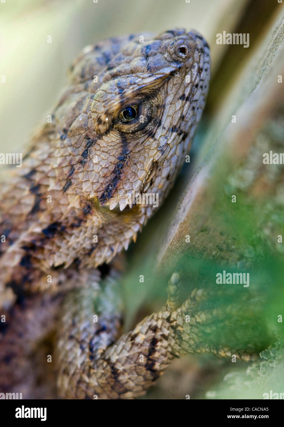 Western fence lizards hi-res stock photography and images - Alamy