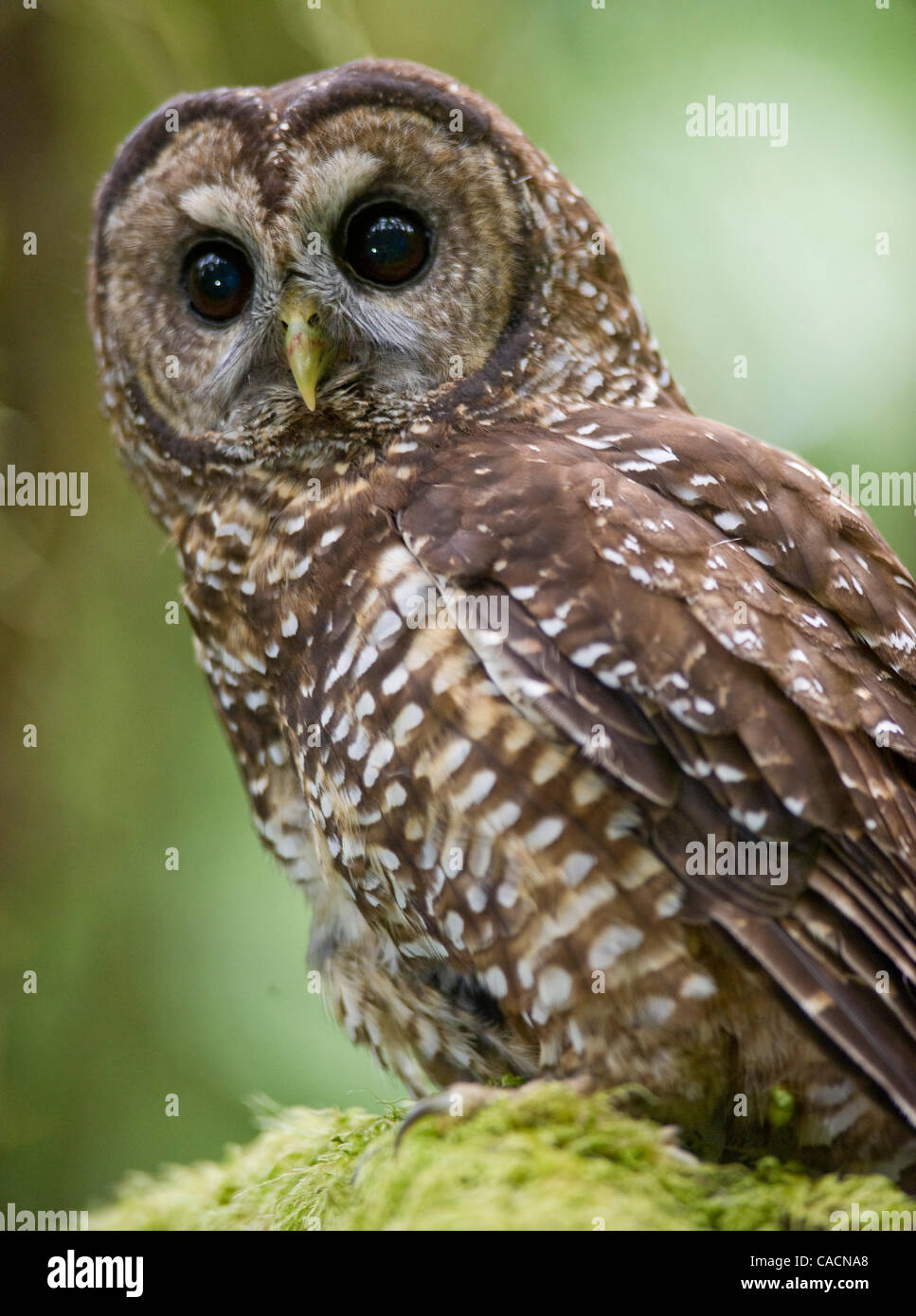 Endangered Northern Spotted Owl In High Resolution Stock Photography ...