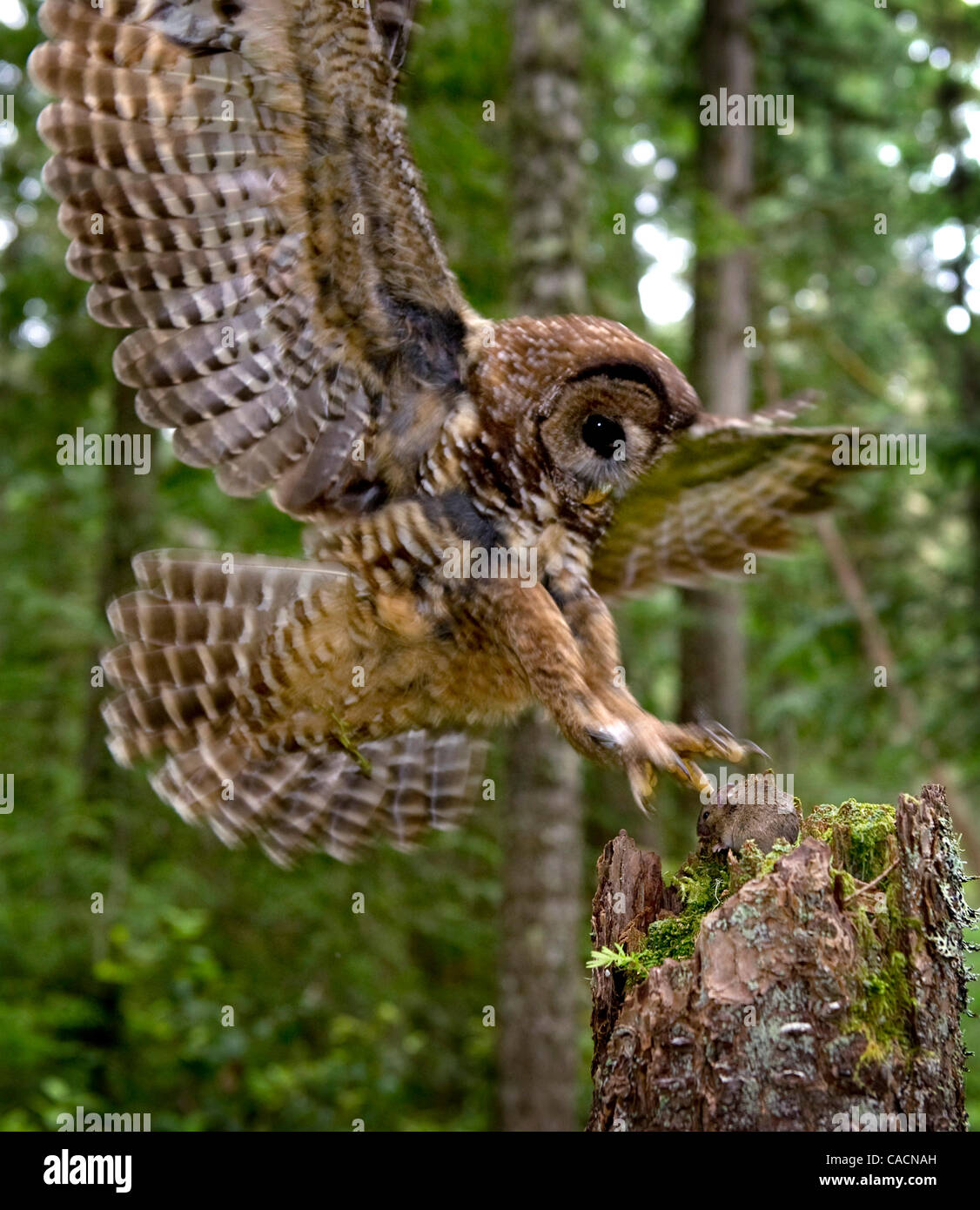 Endangered Northern Spotted Owl In High Resolution Stock Photography ...