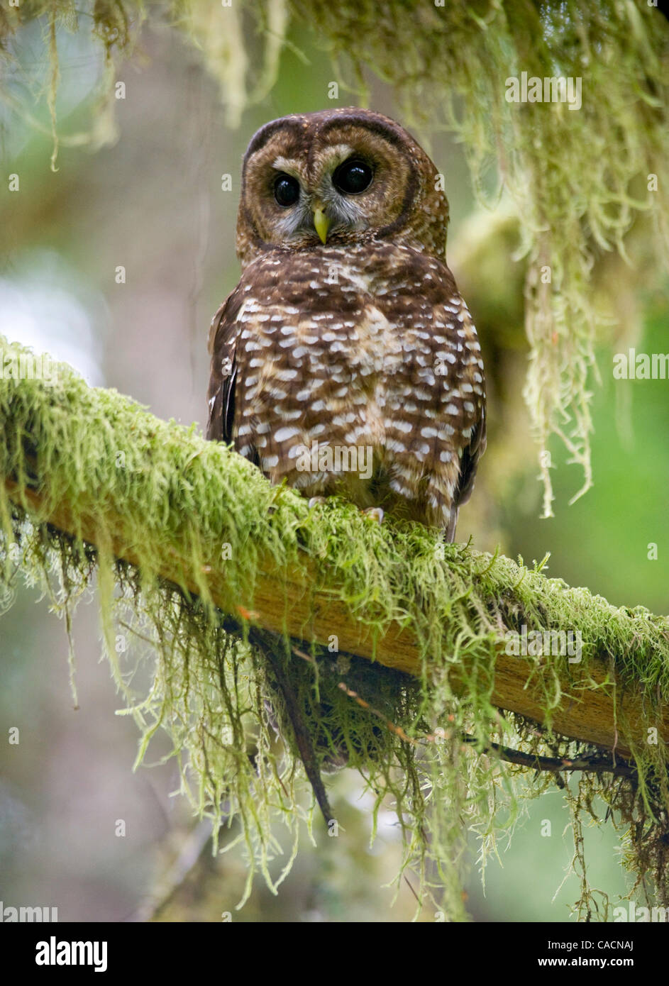 Endangered Northern Spotted Owl In High Resolution Stock Photography ...