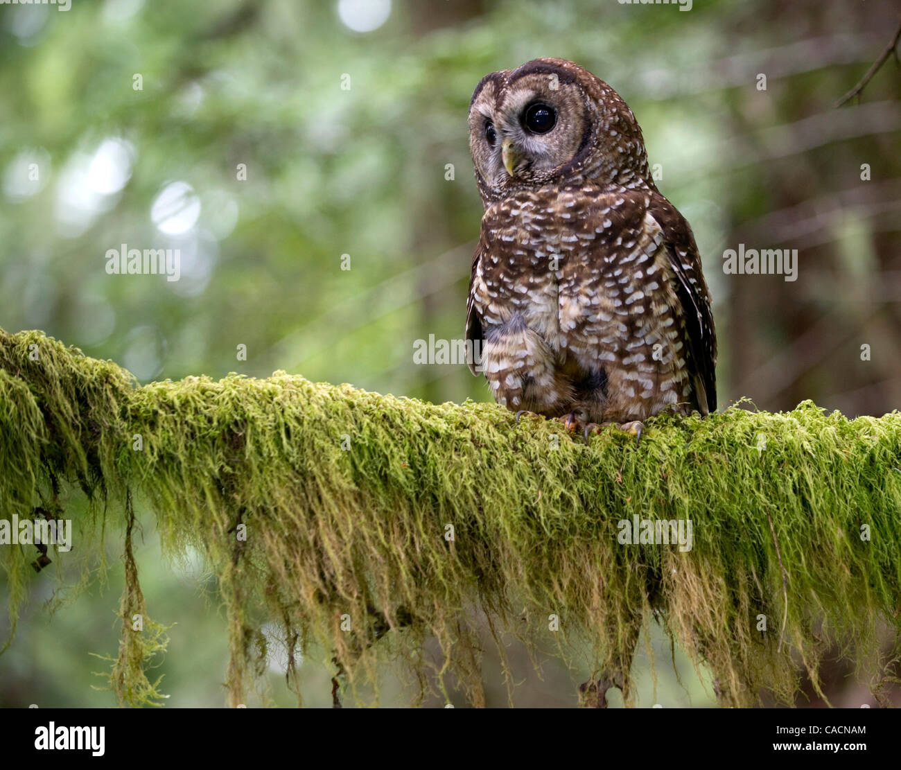 Endangered northern spotted owl in hi-res stock photography and images ...