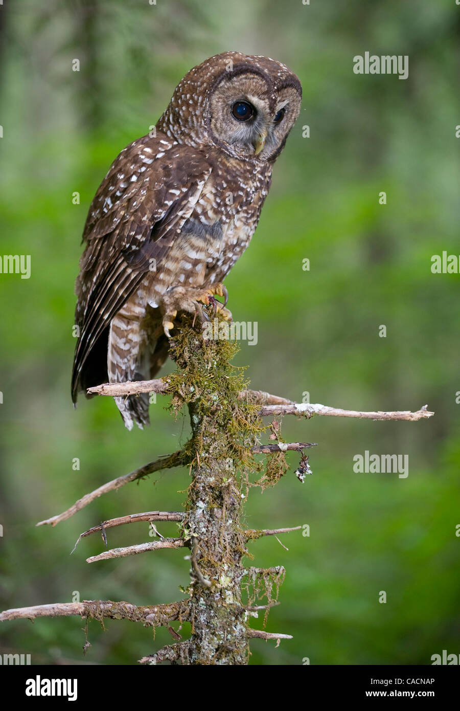 Endangered Northern Spotted Owl In High Resolution Stock Photography ...