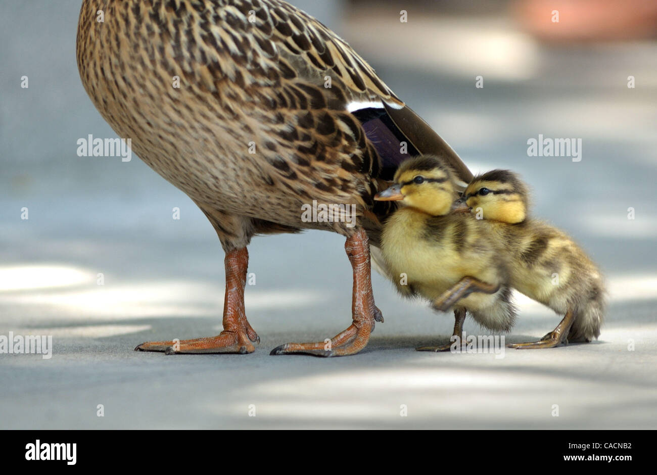 Ducklings on ledge hi-res stock photography and images - Alamy