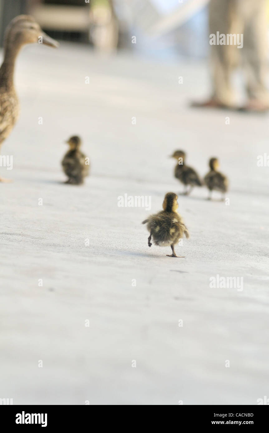 First footing hi-res stock photography and images - Alamy