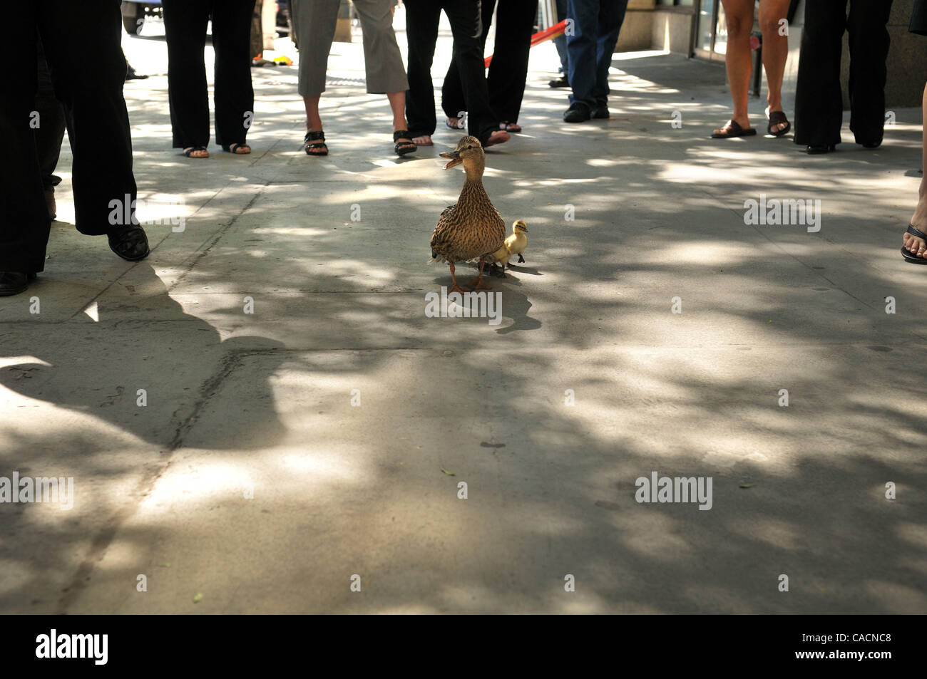 July 14, 2010 - Spokane, WA, USA - A mallard duck hen nests on a ledge ...