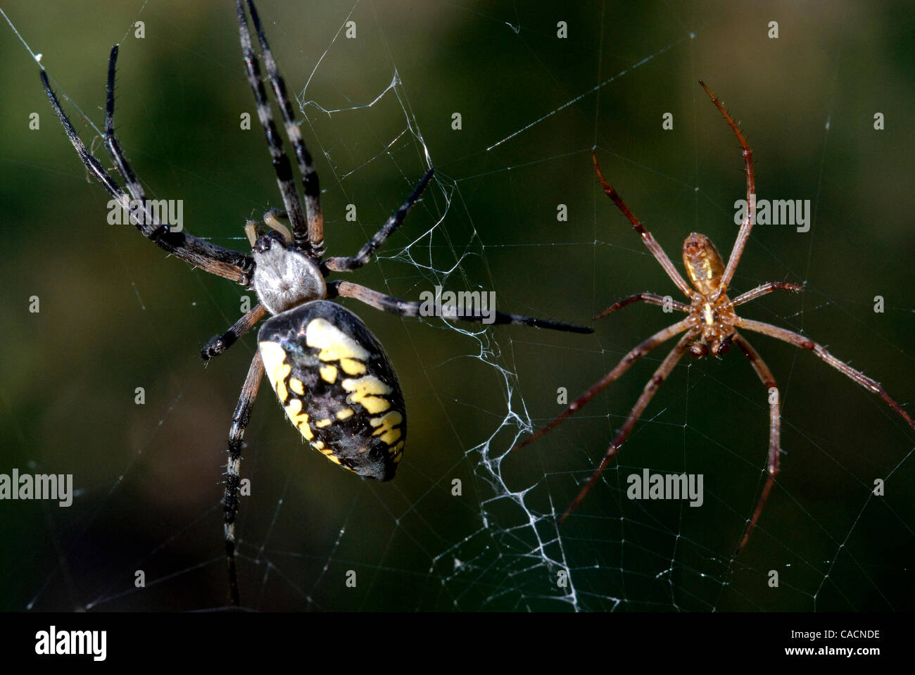 July 24, 2010 - Elkton, Oregon, U.S - A larger female yellow garden ...