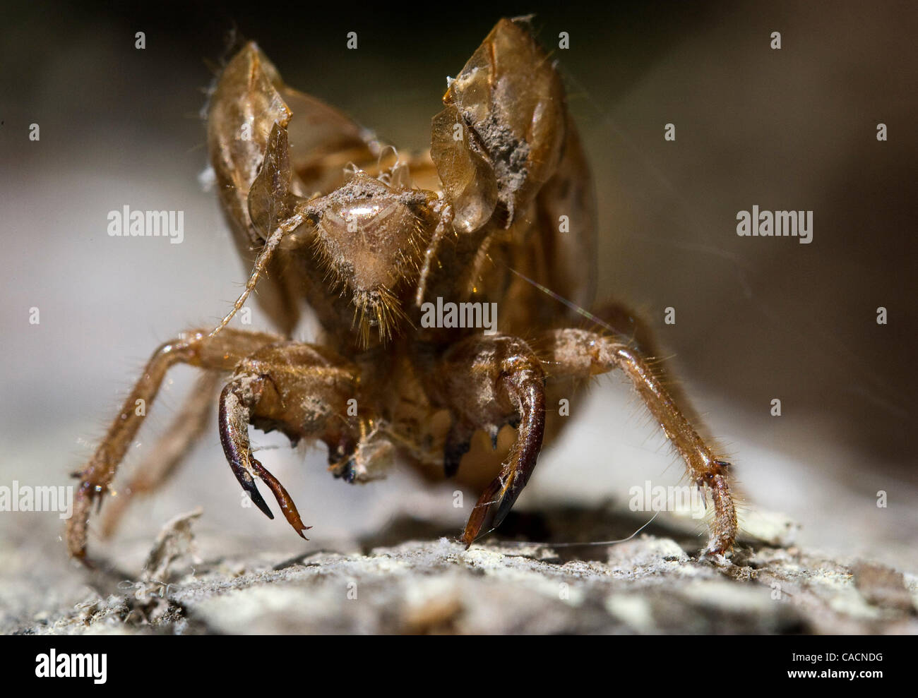 July 24, 2010 - Elkton, Oregon, U.S - The empty molted shell of a ...