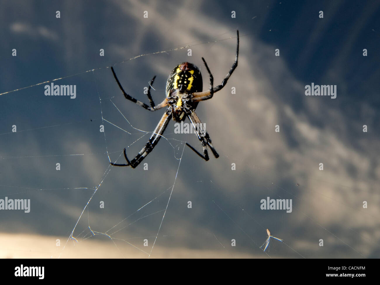 Corn Spider High Resolution Stock Photography and Images - Alamy