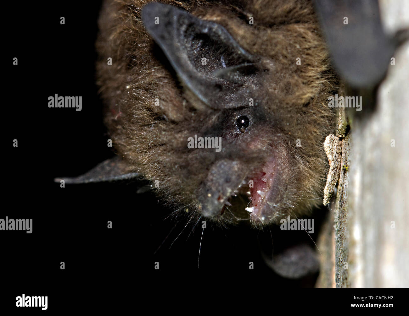 Myotis bat canada hi-res stock photography and images - Alamy