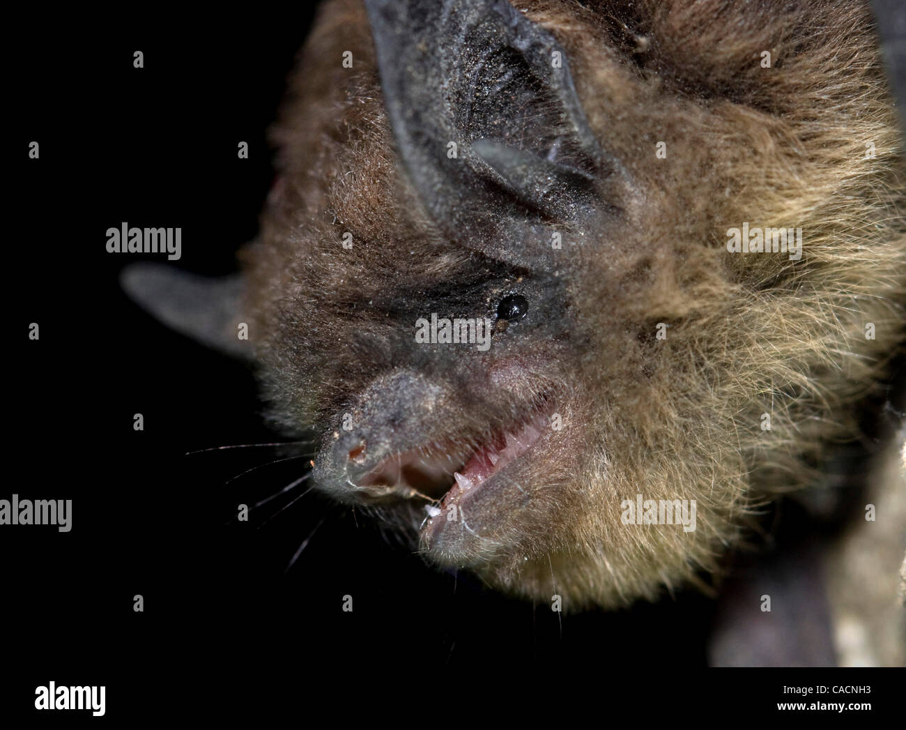 Little brown bat myotis lucifugus hi-res stock photography and images ...