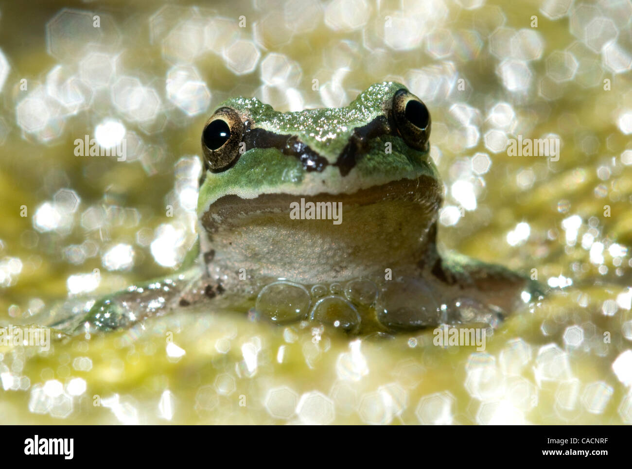 Aug. 25, 2010 - Winston, Oregon, U.S - A wild Pacific tree frog keeps ...