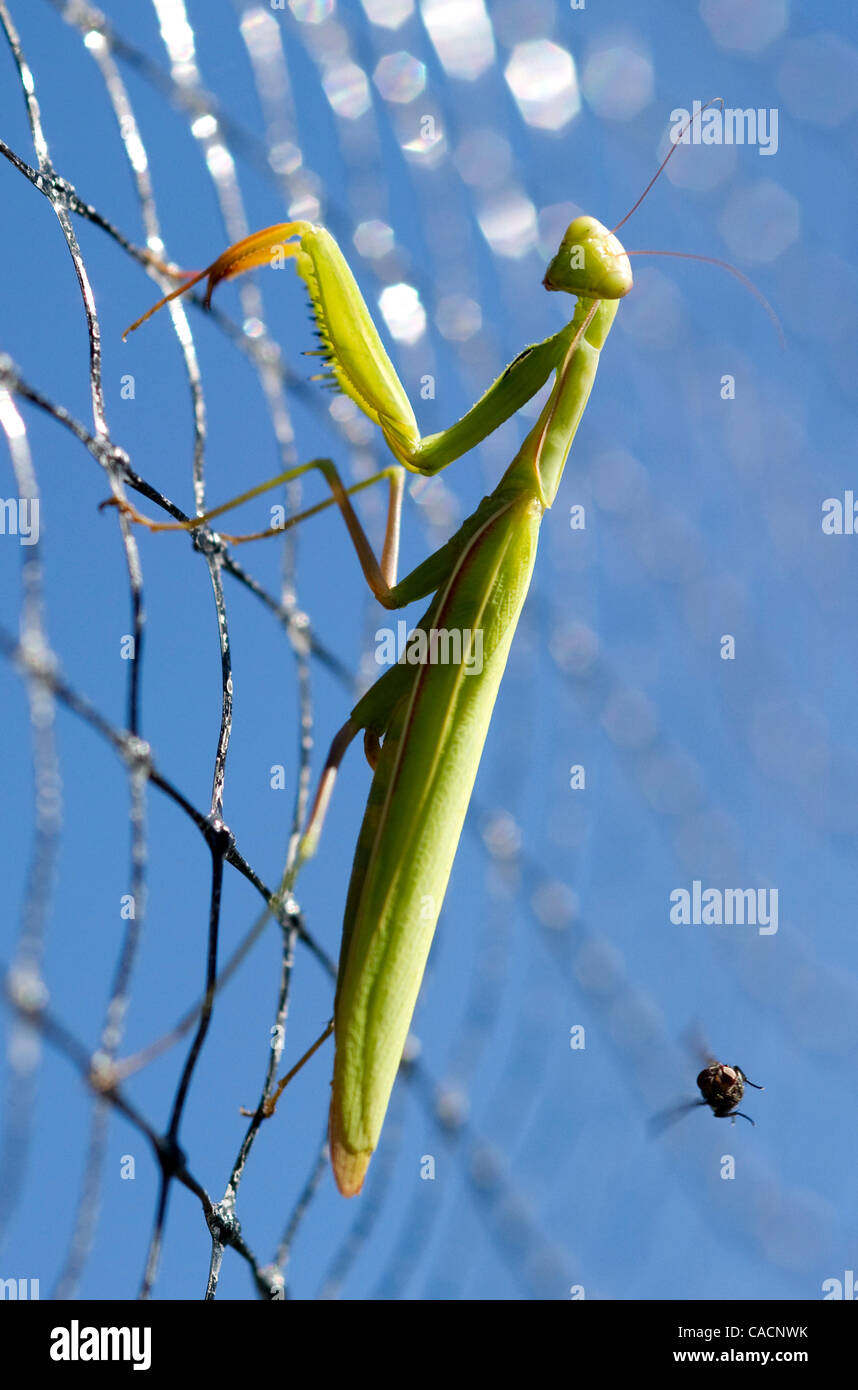 Prey larger insects hi-res stock photography and images - Alamy
