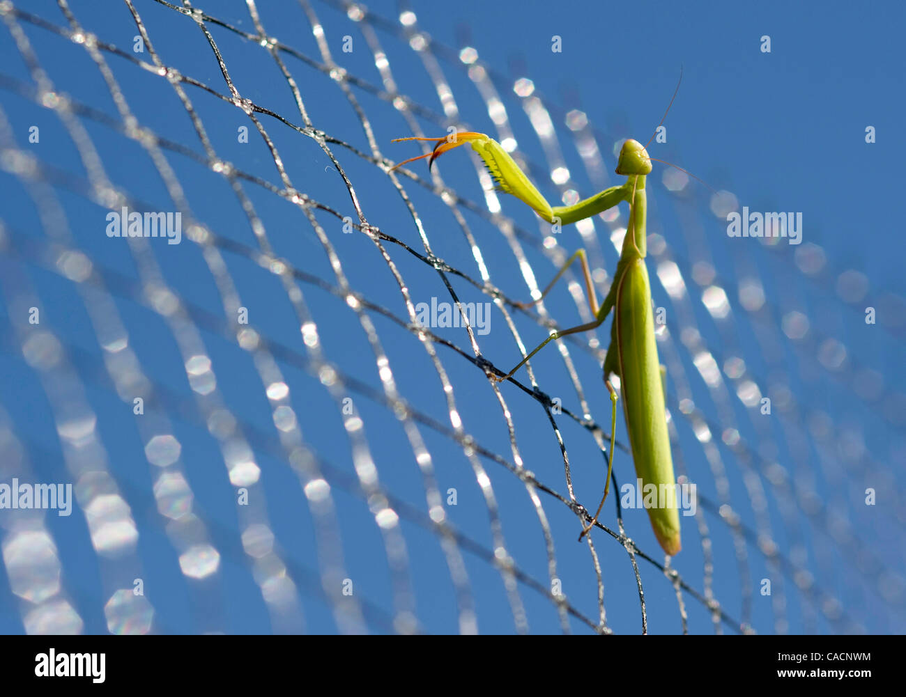 Prey larger insects hi-res stock photography and images - Alamy