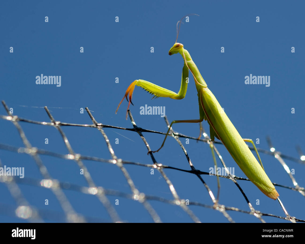 Sep. 03, 2010 - Kellogg, Oregon, U.S - A praying mantis climbs on a ...