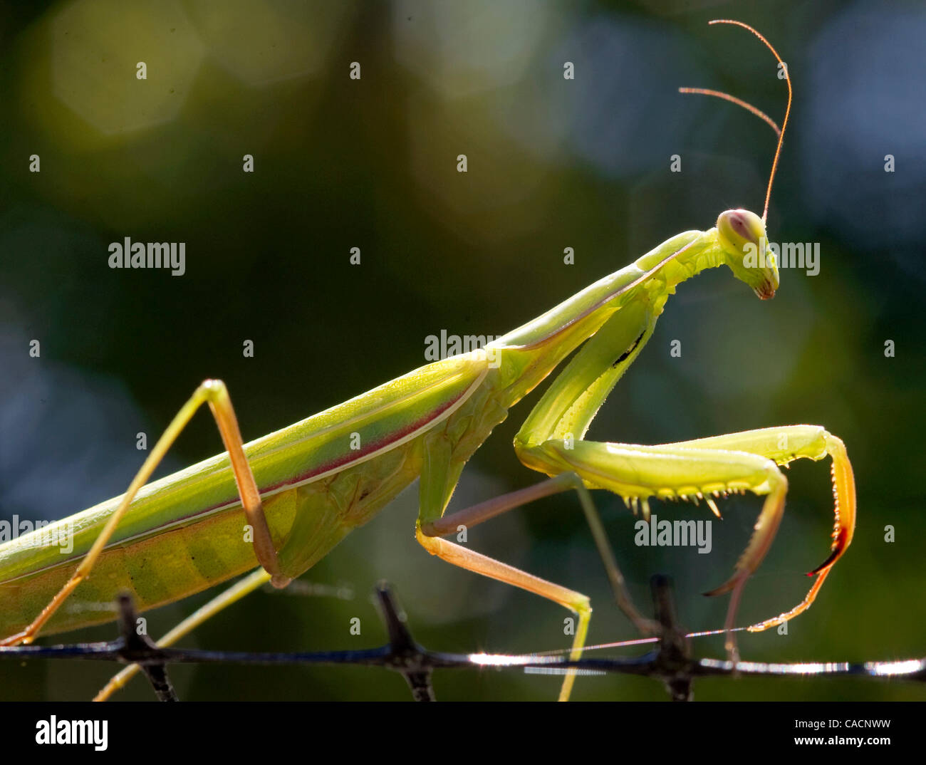 Garden Fence Lizards High Resolution Stock Photography and Images - Alamy