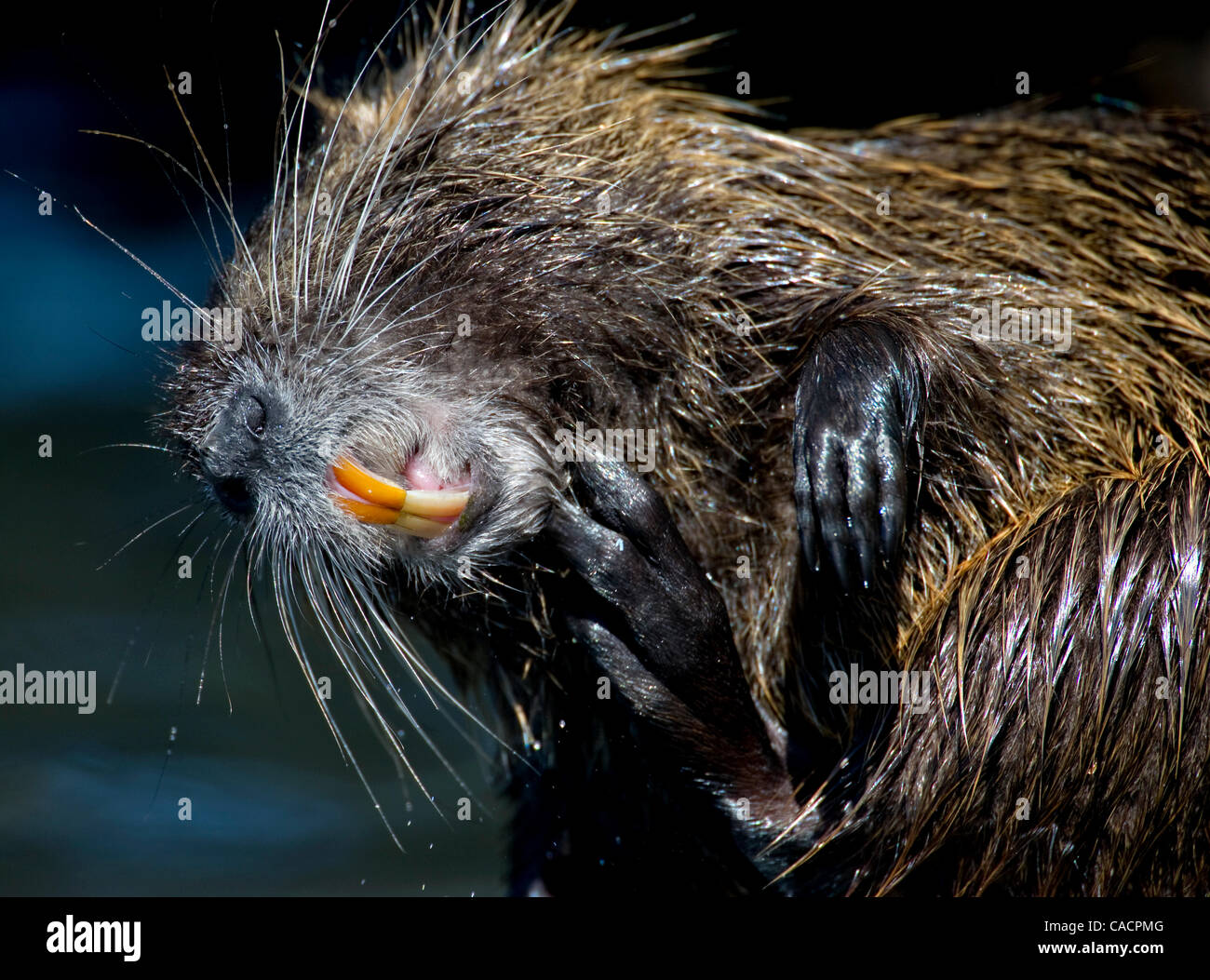 Sept. 24, 2010 - Roseburg, Oregon, U.S - A nutria scratches its chin ...