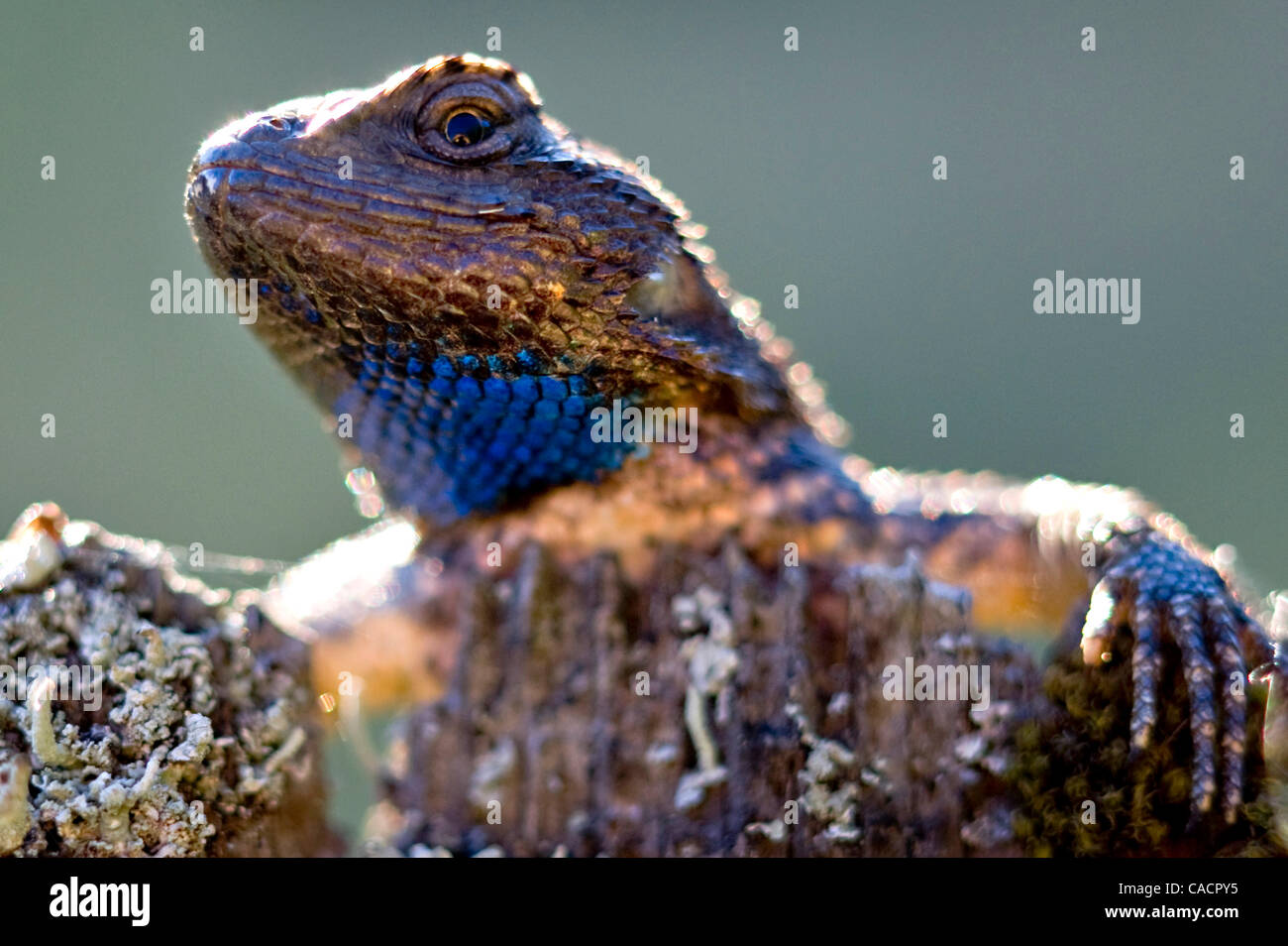 Sept. 28, 2010 - Roseburg, Oregon, U.S - A wild western fence lizard ...
