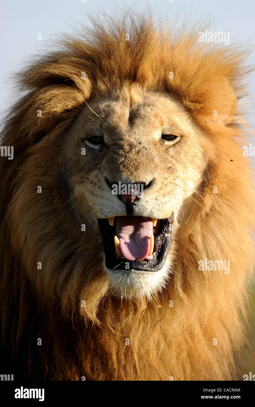 A lion is pictured at the Johannesburg Lion Park in Lanseria, near ...