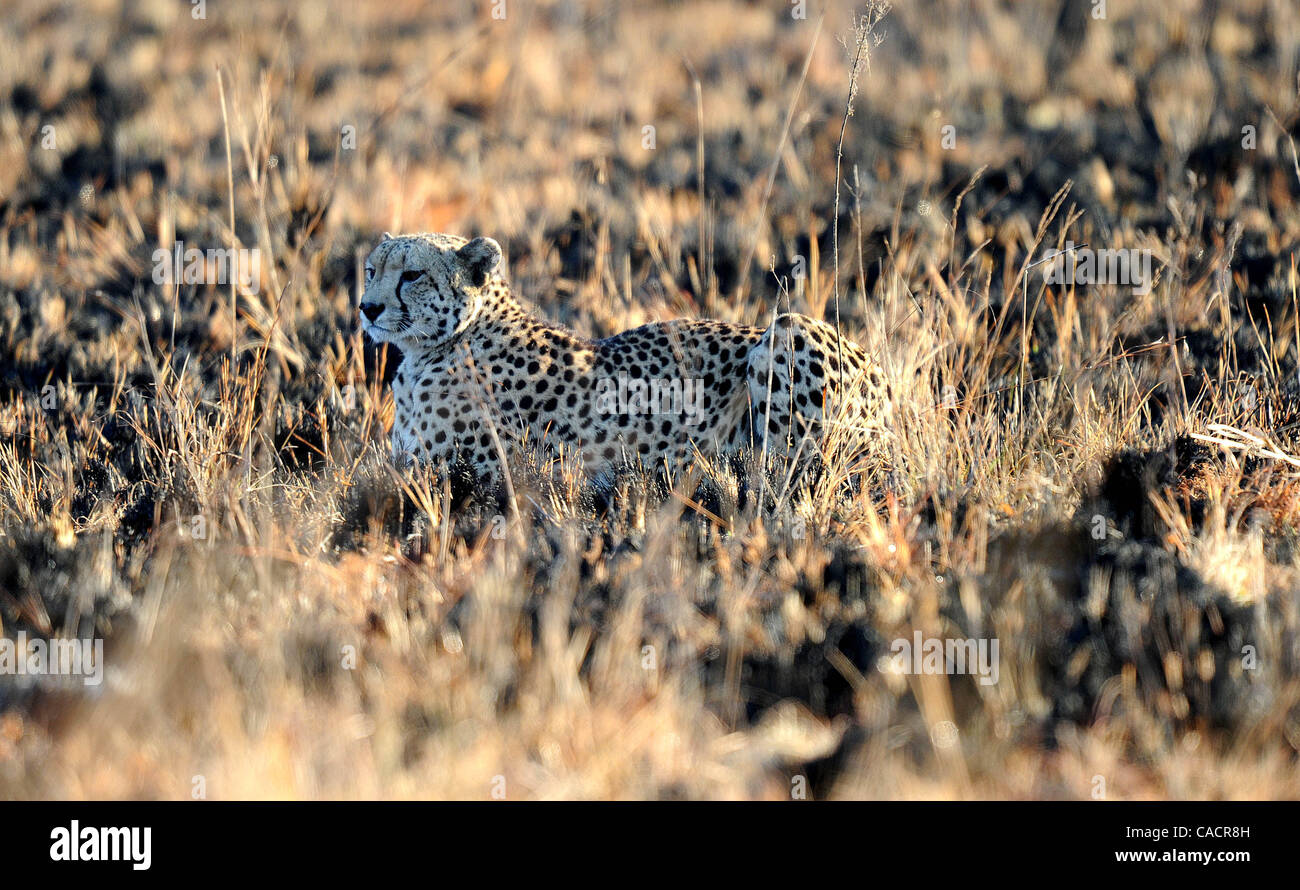 A Leopard is pictured at Pilanesberg National Reserve on June 7, 2010 ...
