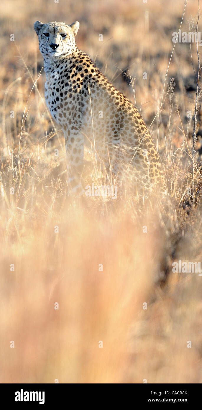 A Leopard is pictured at Pilanesberg National Reserve on June 7, 2010 ...