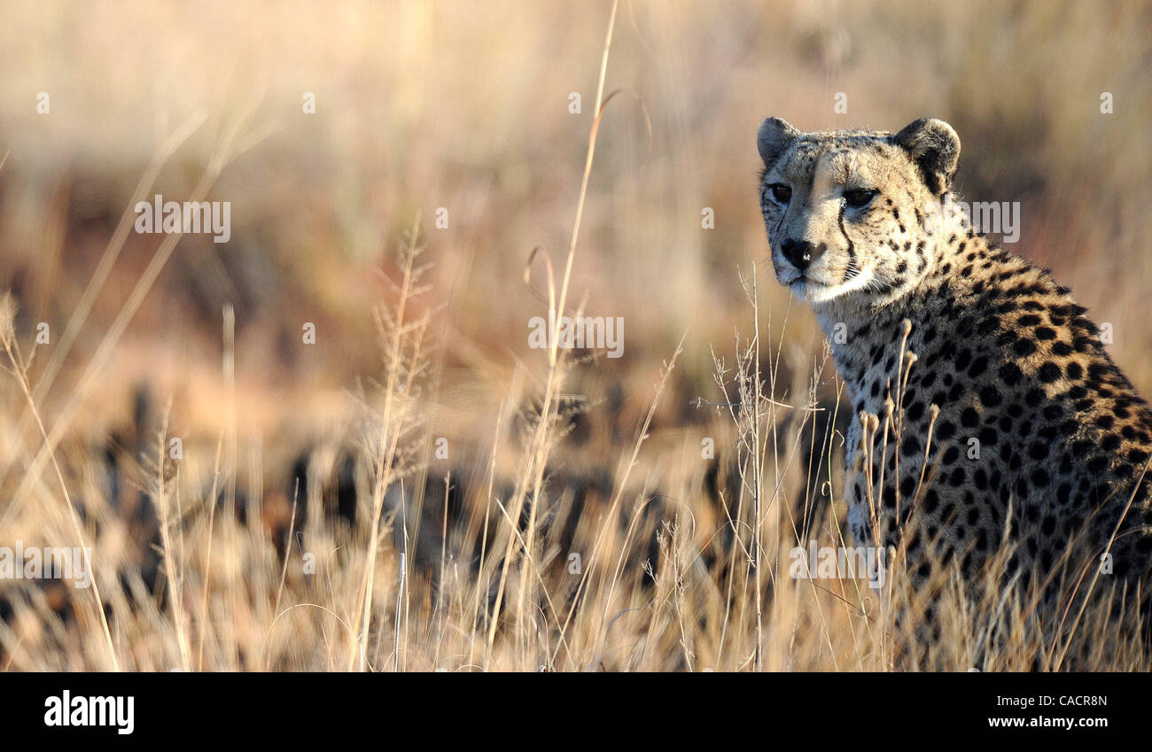 A Leopard is pictured at Pilanesberg National Reserve on June 7, 2010 ...
